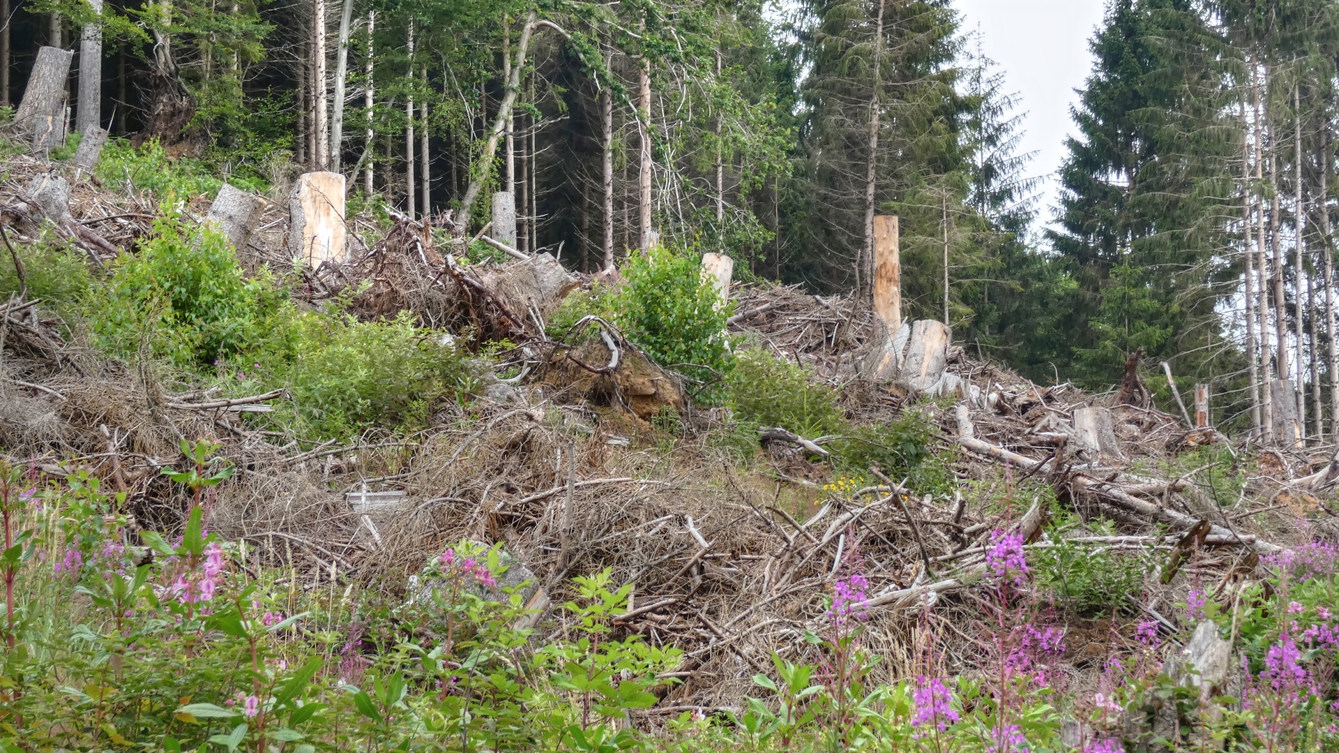 Im Solling ... Foto & Bild | natur, landschaft, wald solling Bilder auf ...