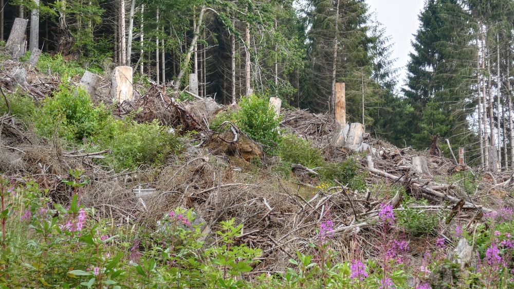 Im Solling ... Foto & Bild | natur, landschaft, wald solling Bilder auf ...