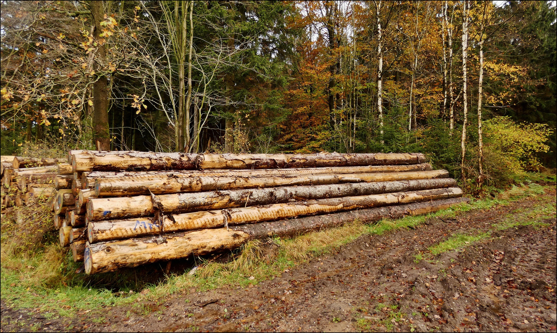 Im Solling Foto & Bild | natur, wald solling Bilder auf fotocommunity