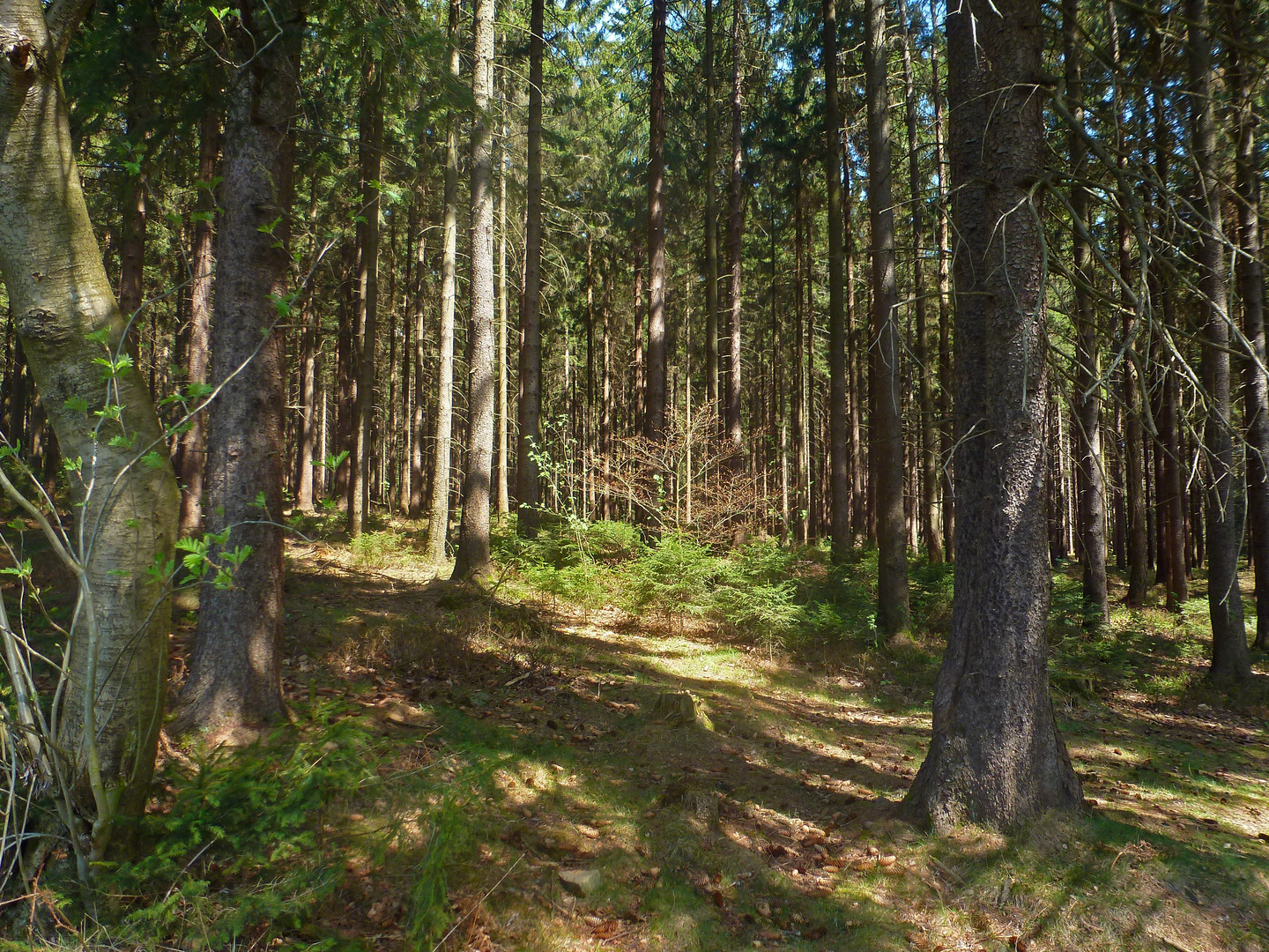 Im Solling Foto & Bild | landschaft, wald, im solling Bilder auf ...