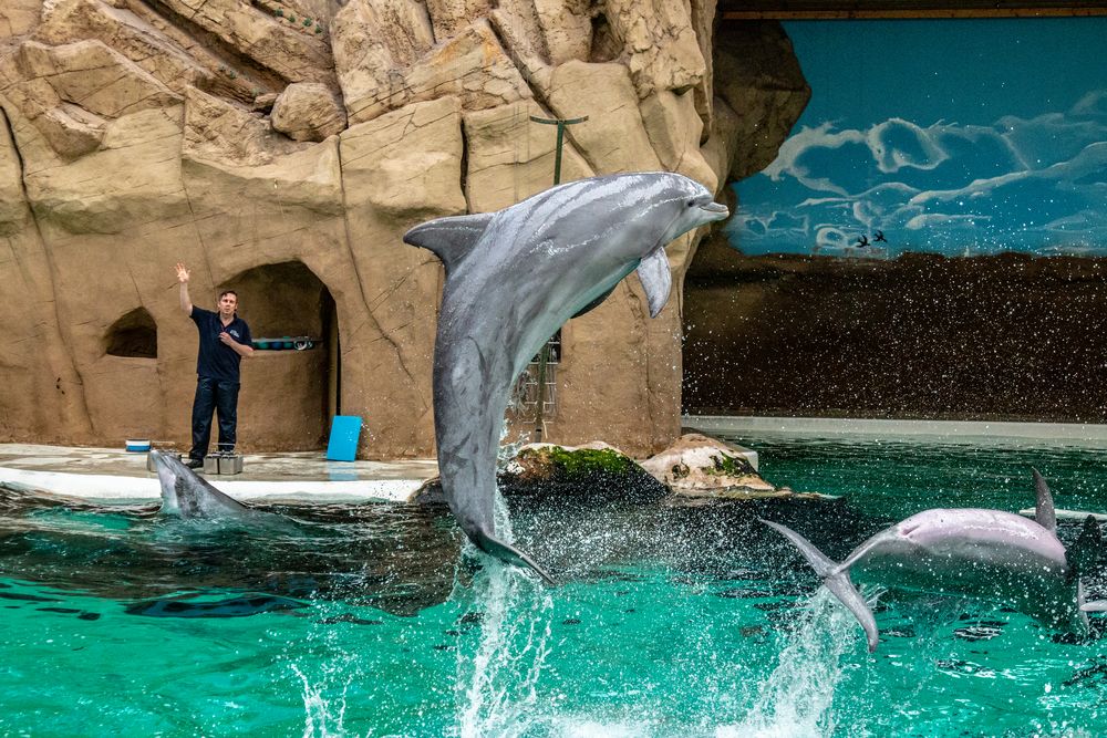 Im Sprung Foto & Bild | tiere, zoo, wildpark & falknerei, zoo Bilder ...