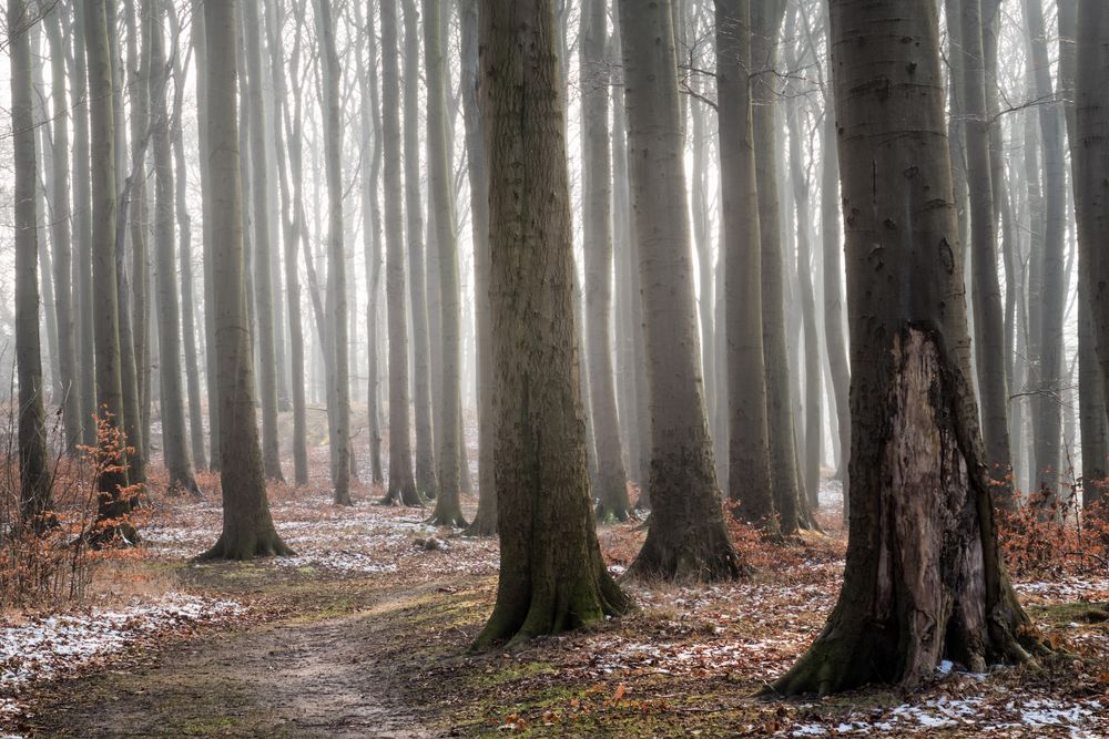 im Stadtwald Foto & Bild | landschaft, jahreszeiten, winter Bilder auf ...