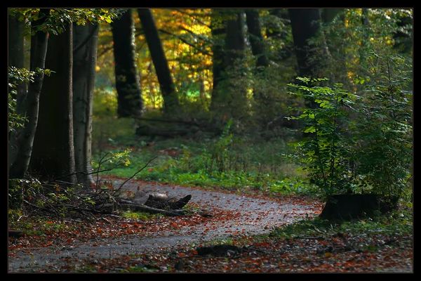 Kölner Stadtwald Bilder & Fotos