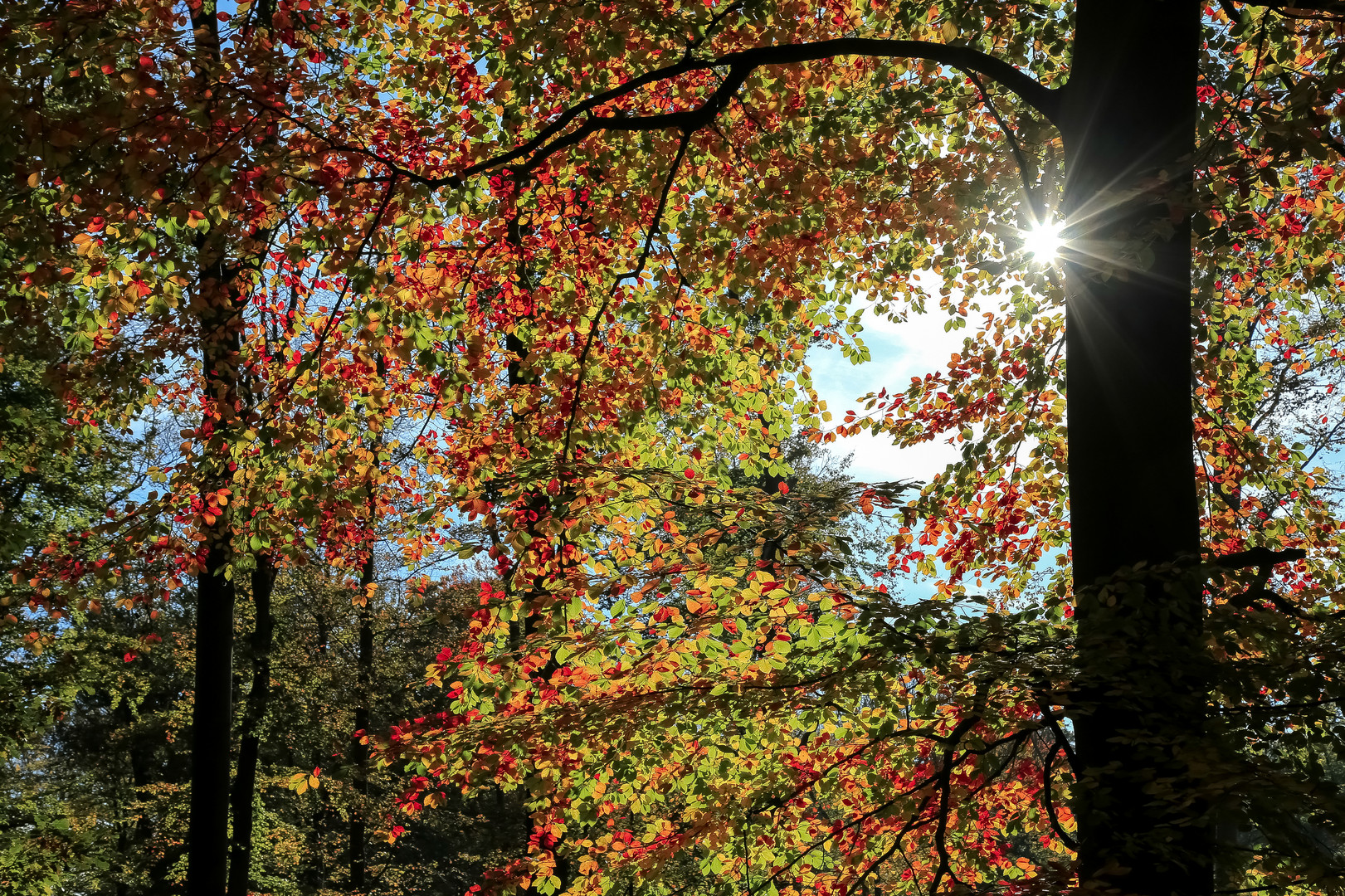 Im Stadtwald Foto & Bild | world, spezial, outdoor Bilder auf fotocommunity