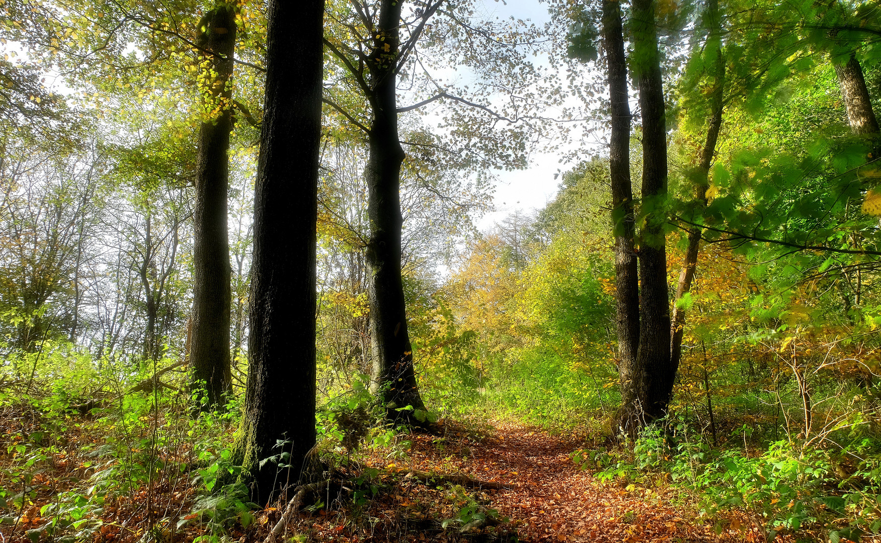Im Stadtwald Remscheid Lennep-1-(29.10.2022) Foto & Bild | landschaft ...