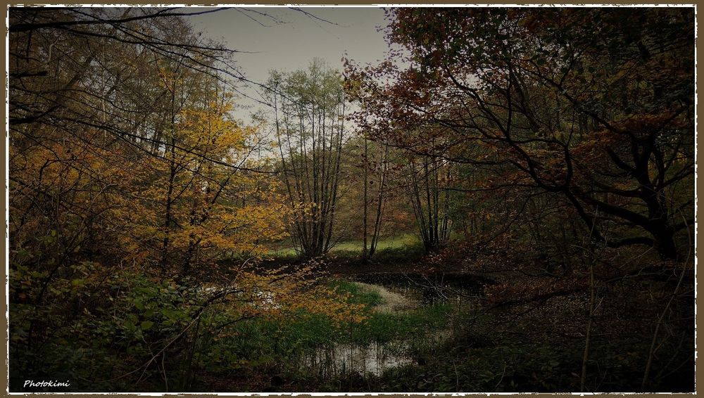 Im Stadtwald (VII) Foto & Bild | landschaft, jahreszeiten, moor Bilder ...