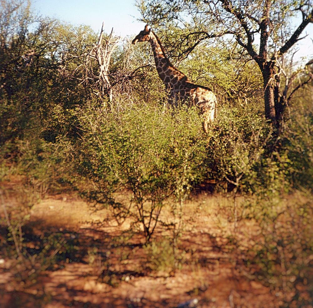 Im südwestlichen Afrika (Namibia 1995) aus dem Sattel fotografiert (c) Hansjörg Henckel, Dresden ...