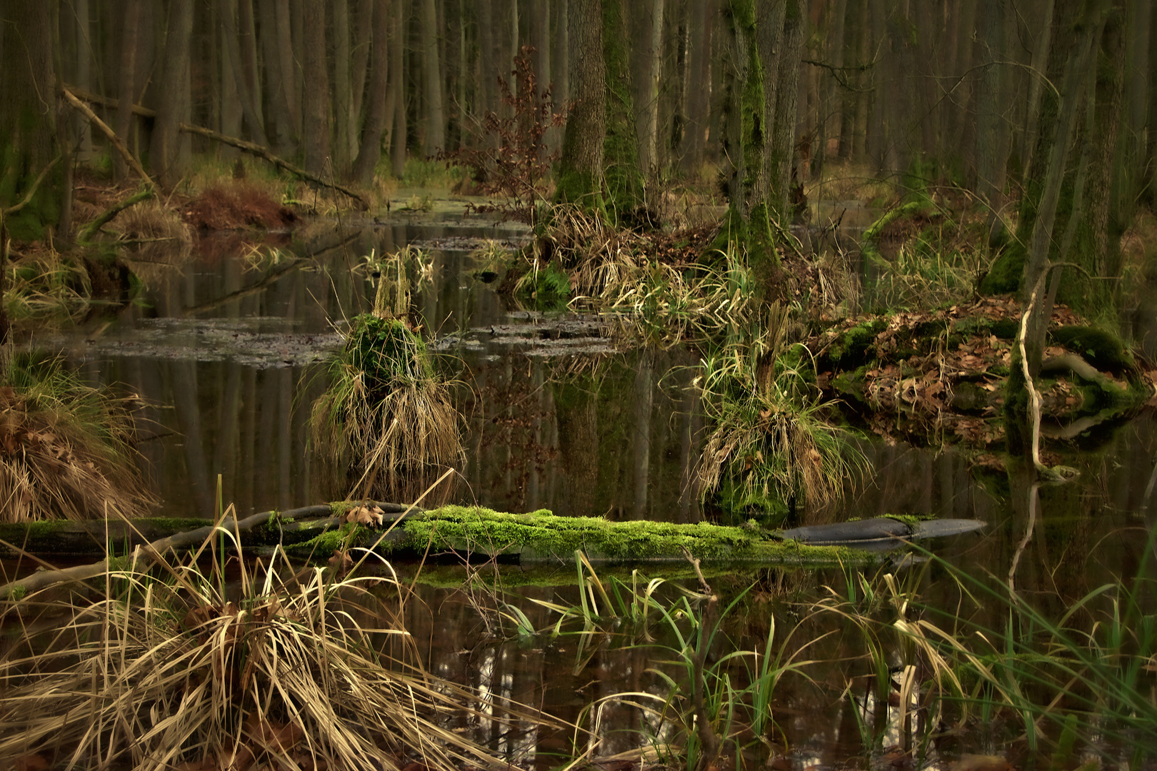 Im Sumpf Foto & Bild | deutschland, europe, brandenburg Bilder auf ...