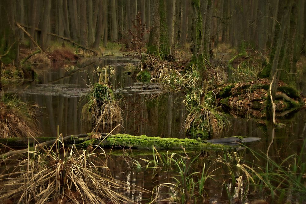 Im Sumpf Foto & Bild | deutschland, europe, brandenburg Bilder auf ...