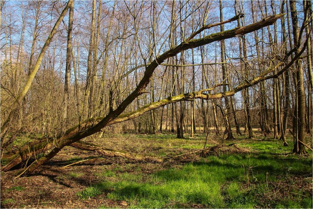 Im Sumpf Foto & Bild | art, world, bäume Bilder auf fotocommunity