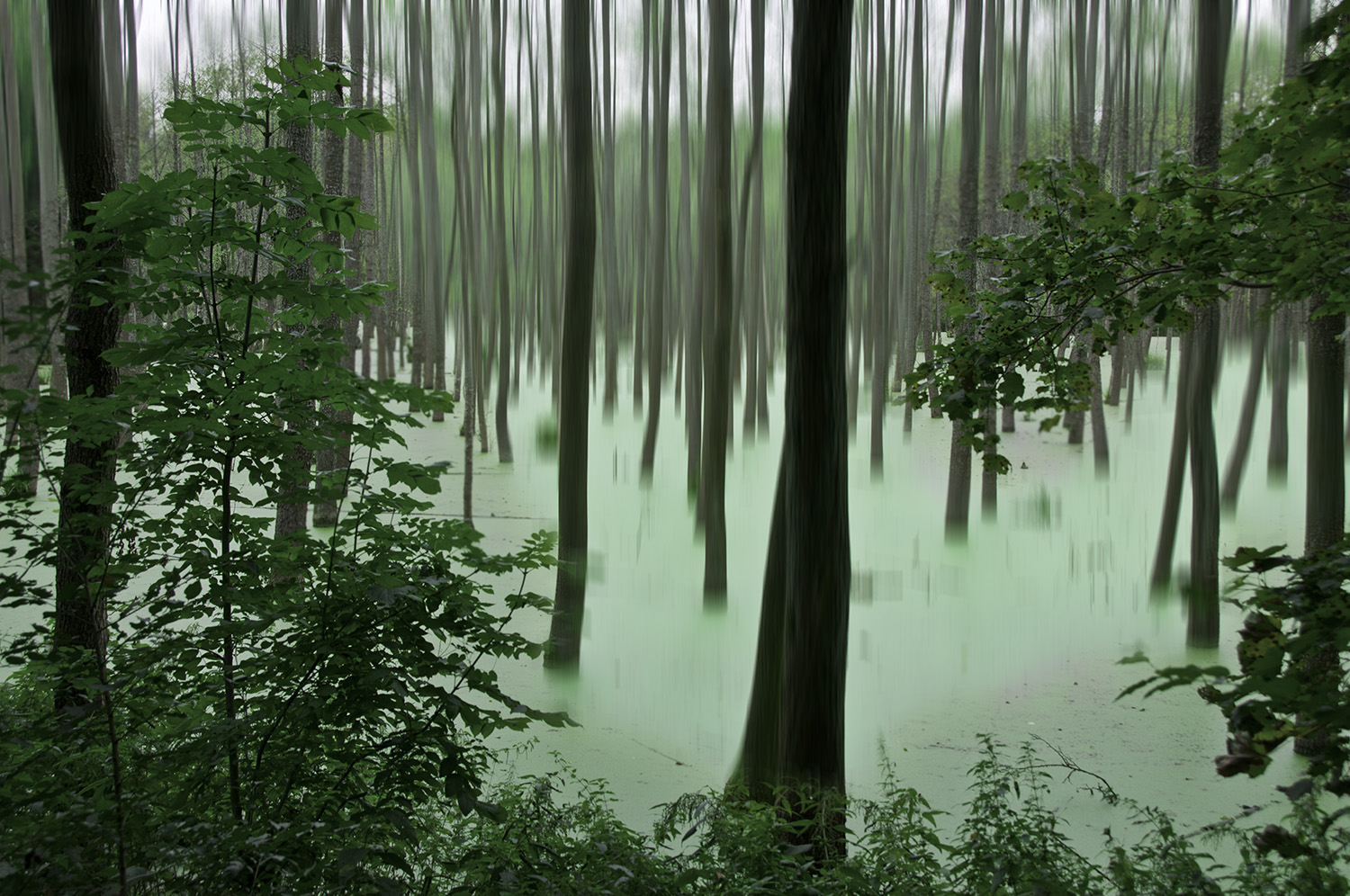 im sumpf Foto & Bild | landschaft, wald, sumpf Bilder auf fotocommunity