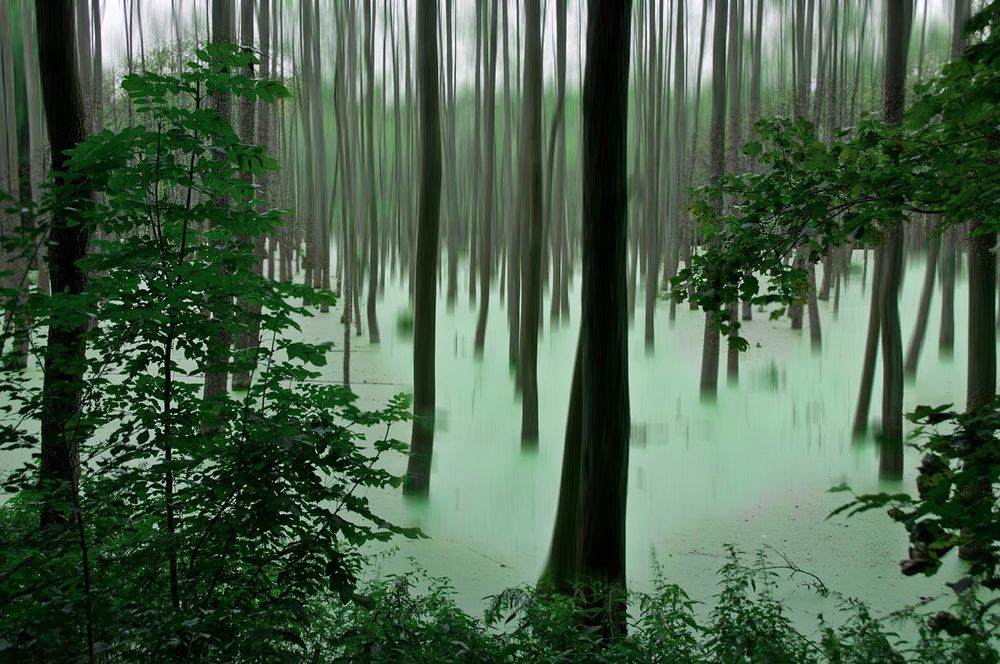 im sumpf Foto & Bild | landschaft, wald, sumpf Bilder auf fotocommunity