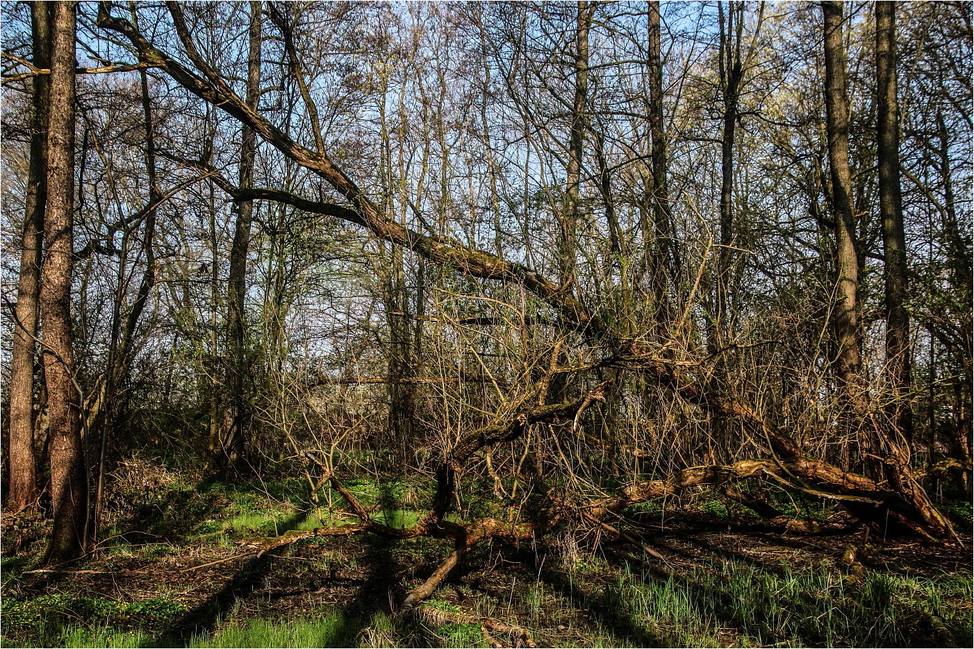 Im Sumpf Foto & Bild | outdoor, bäume, sonne Bilder auf fotocommunity