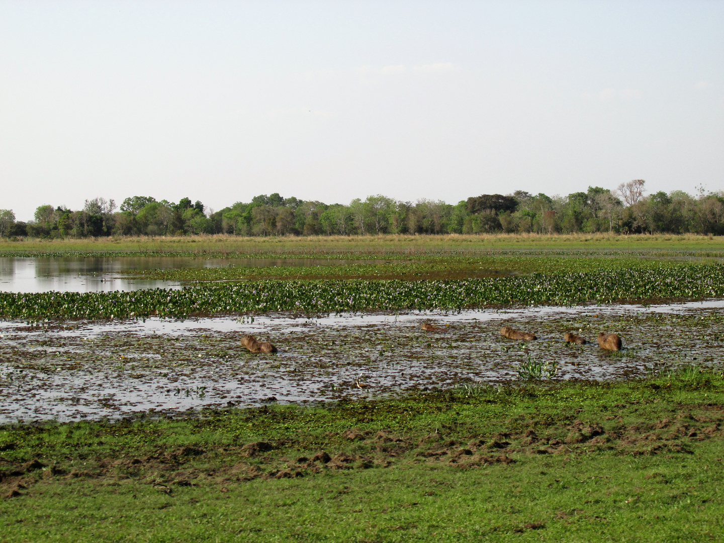 Im Sumpf gelandet Foto & Bild | natur, landschaft, tiere Bilder auf ...