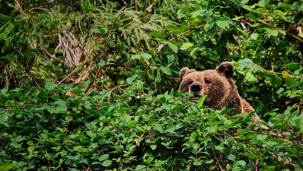 Im Tarnmodus... Foto & Bild | tiere, zoo, wildpark & falknerei ...