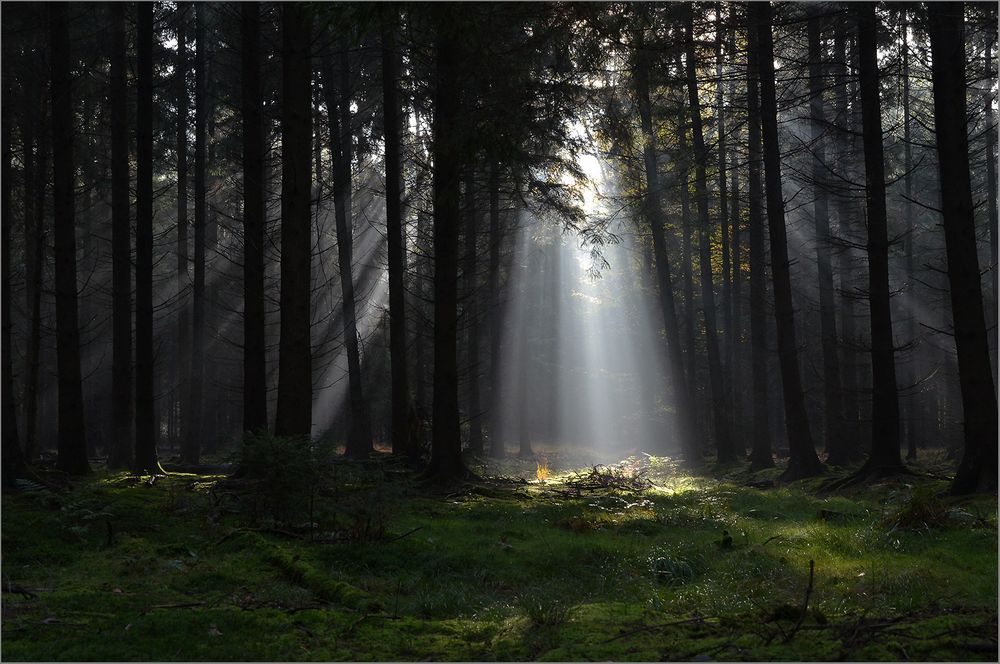 Im tiefen Forst . . . Foto & Bild | landschaft, jahreszeiten, herbst ...