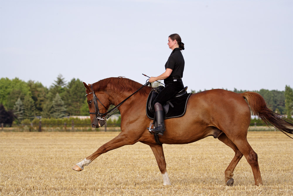 im Trab Foto & Bild | sport, sport mit tieren, pferdesport Bilder auf ...