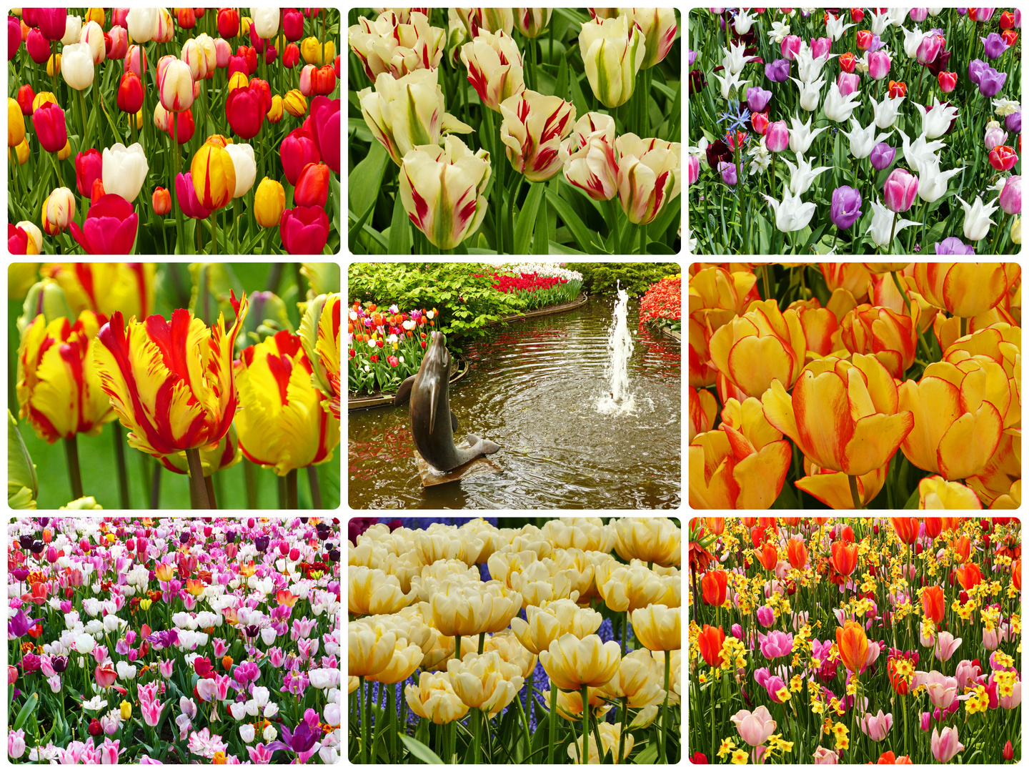 Im Tulpen-Wunderland Foto & Bild | europe, benelux, pflanzen, pilze & flechten Bilder auf ...