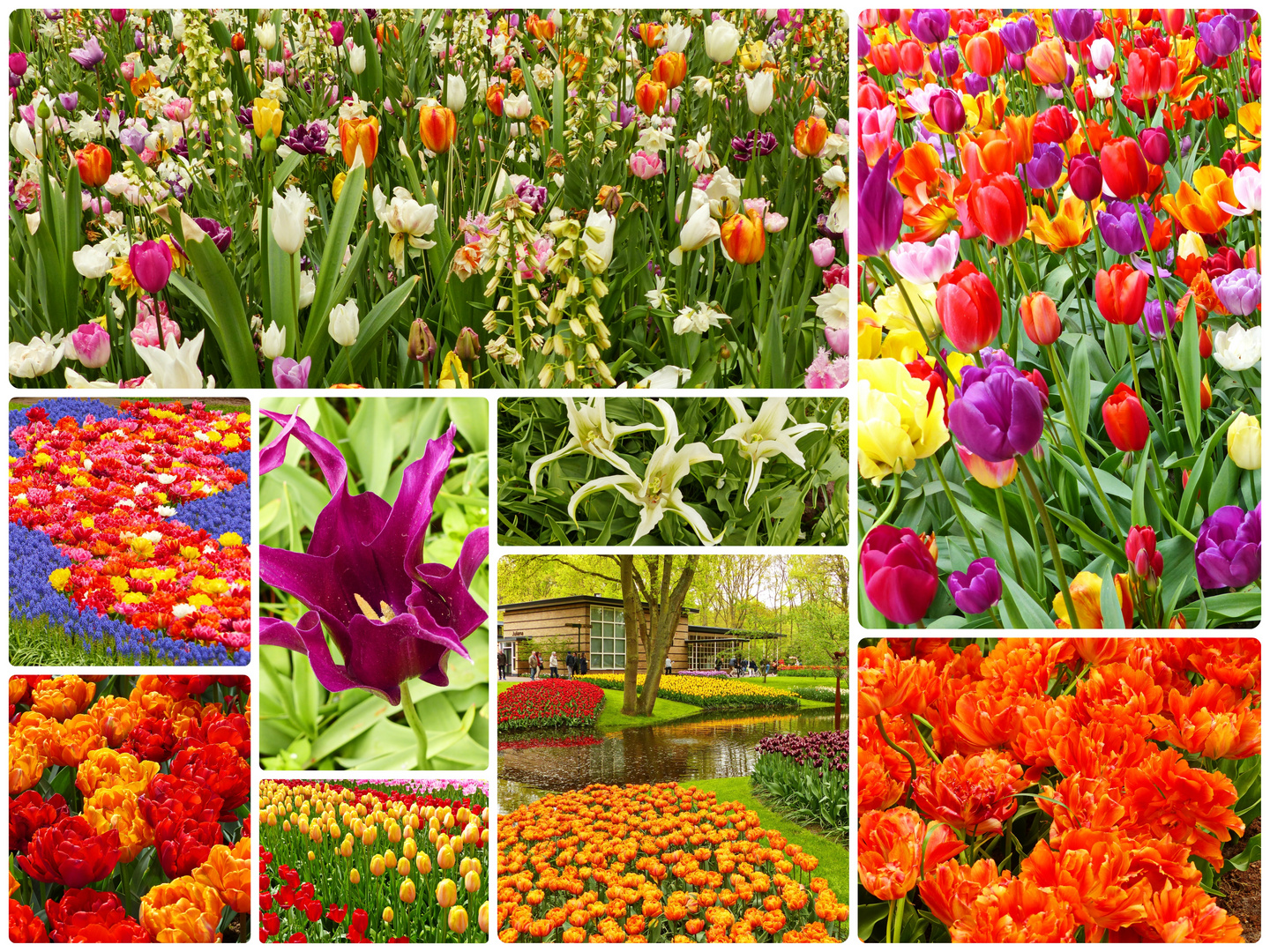 Im Tulpen-Wunderland, Teil 2 Foto & Bild | europe, benelux, pflanzen, pilze & flechten Bilder ...