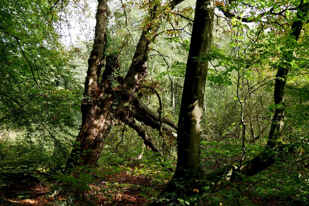 Im "Urwald" Foto & Bild | deutschland, wildlife, rheinland Bilder auf ...