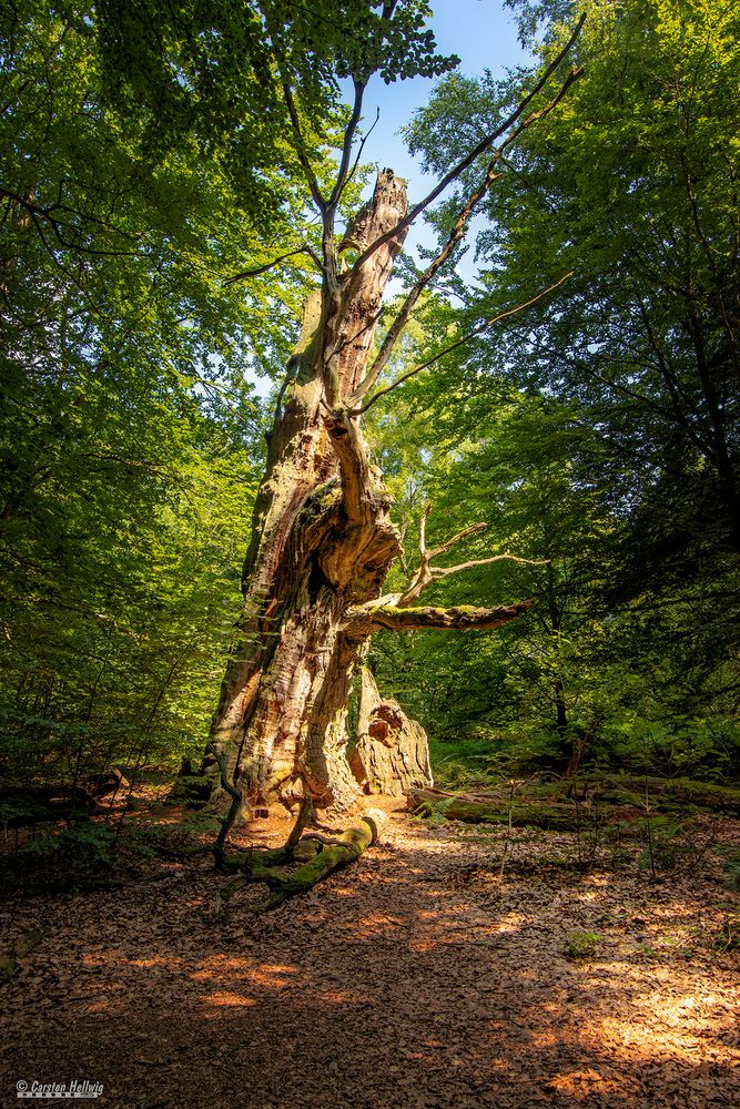 Im Urwald Foto & Bild | deutschland, europe, hessen Bilder auf ...