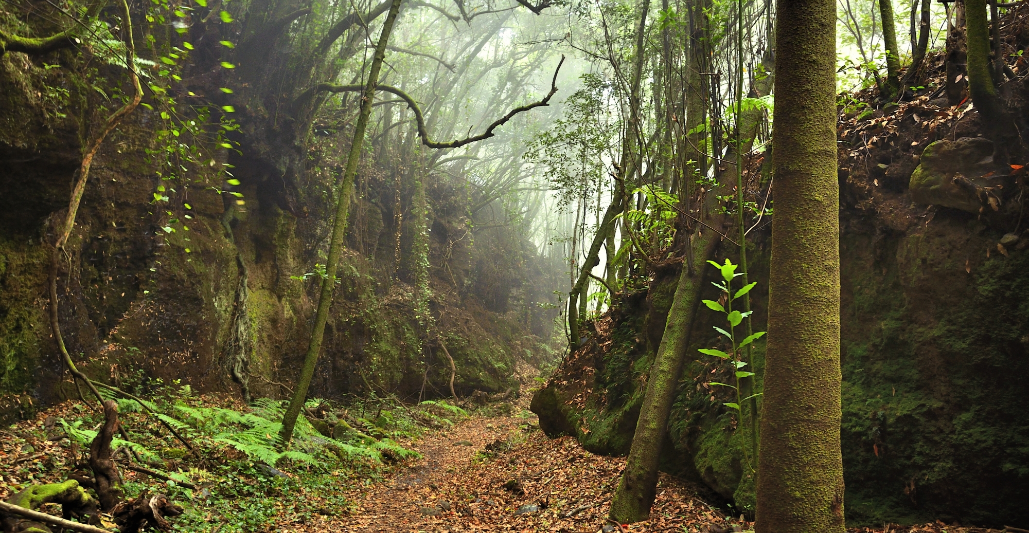 Im Urwald von La Palma Foto & Bild | landschaft, la palma, bilder ...