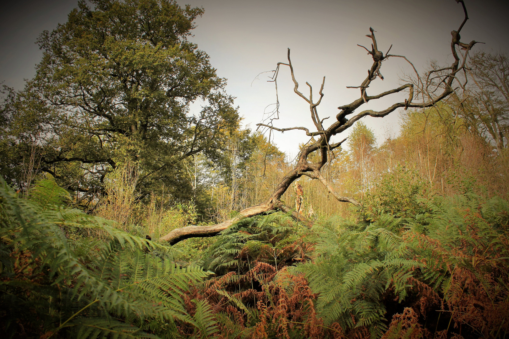 Im Urwald...der Herbst beginnt Foto & Bild | bäume, natur, landschaft ...