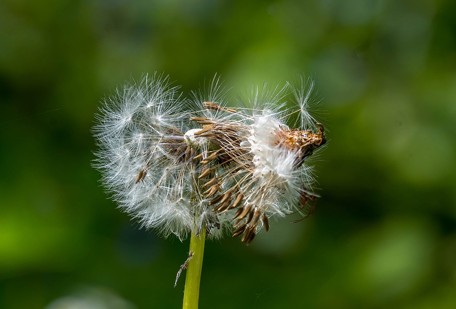 im visier "Pusteblumen kreativ" Foto & Bild | nah- & makro, pflanzen, pilze & flechten, blüten ...