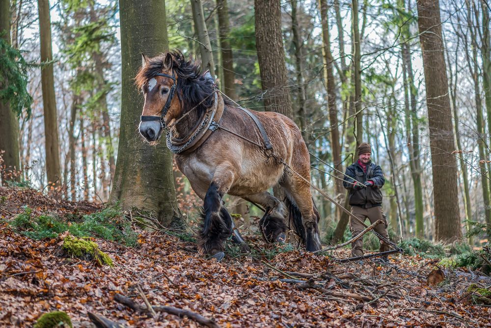 im Wald Foto & Bild | erwachsene menschen, tiere, haustiere Bilder auf fotocommunity