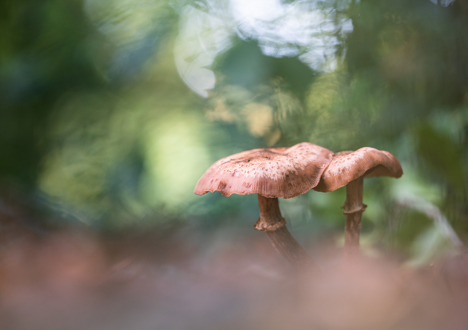 ___im Wald__________________ Foto & Bild | pflanzen, pilze & flechten, pilze & flechten, wald ...