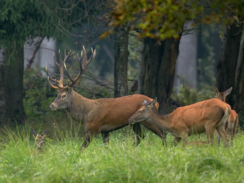 Im Wald Foto & Bild | tiere, wildlife, säugetiere Bilder auf fotocommunity