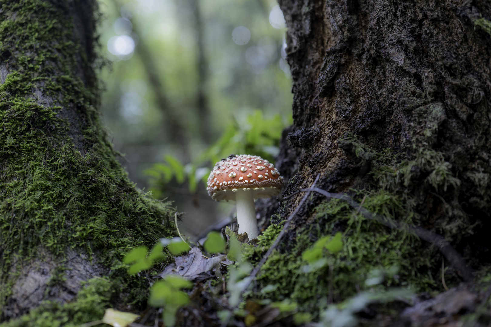 im Wald Foto & Bild | pflanzen, pilze & flechten, pilze & flechten, natur Bilder auf fotocommunity