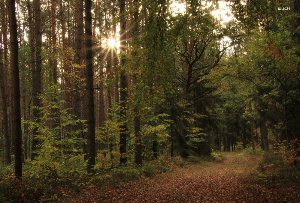 Im Wald Foto & Bild | landschaft, wald, natur Bilder auf fotocommunity