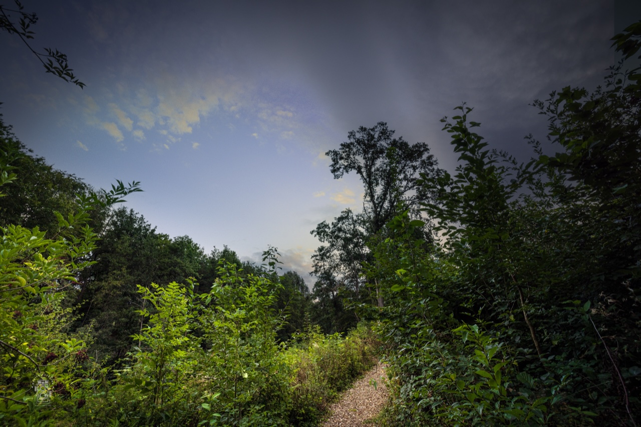 Im Wald Foto & Bild | deutschland, europe, nordrhein- westfalen Bilder ...