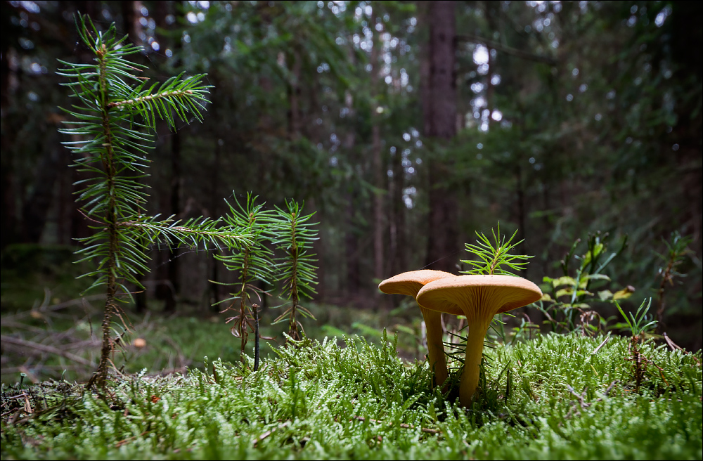 Im Wald Foto & Bild | pflanzen, pilze & flechten, pilze & flechten, natur Bilder auf fotocommunity