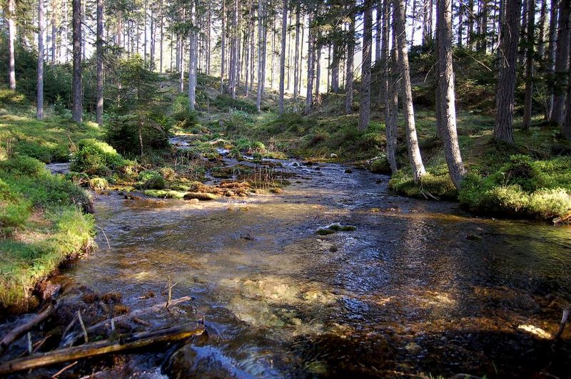 Im Wald an einer Quelle Foto & Bild | landschaft, bach, fluss & see ...