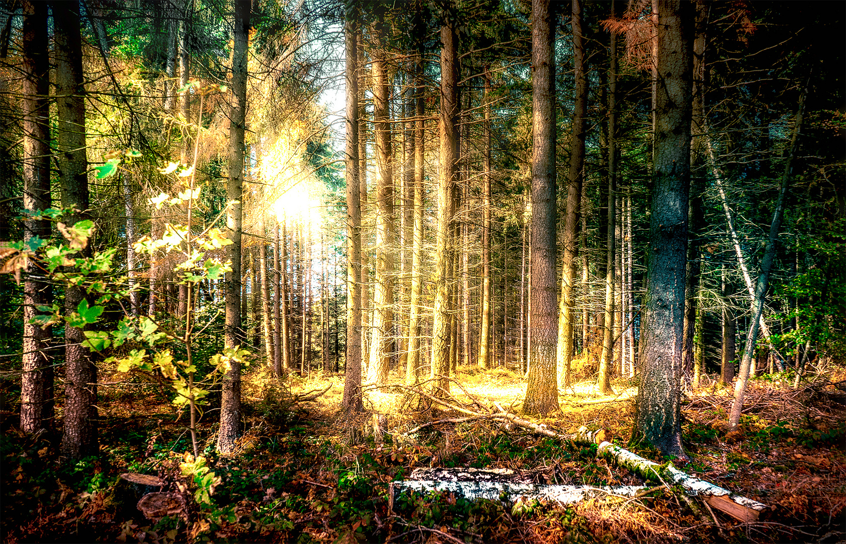 Im Wald bei Bärstadt - Oktober 2018 Foto & Bild | landschaft, wald ...