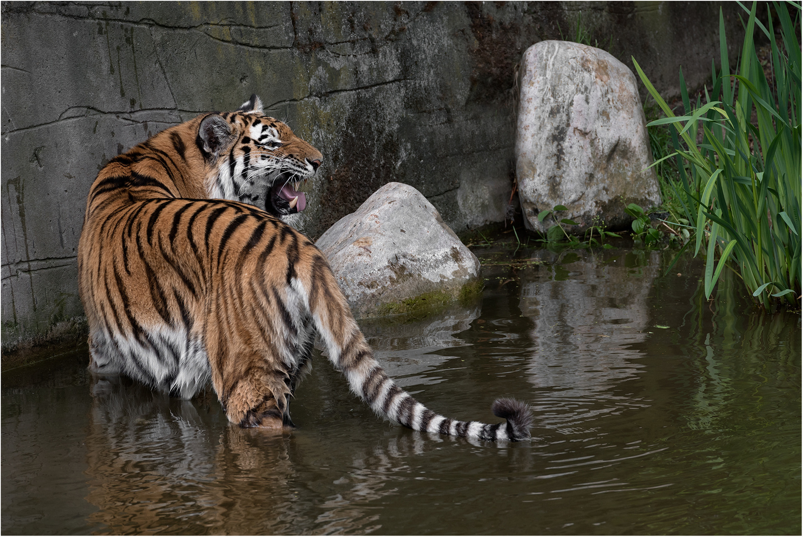 Im-Wasser..... Foto & Bild | wasser, natur, tiere Bilder auf fotocommunity