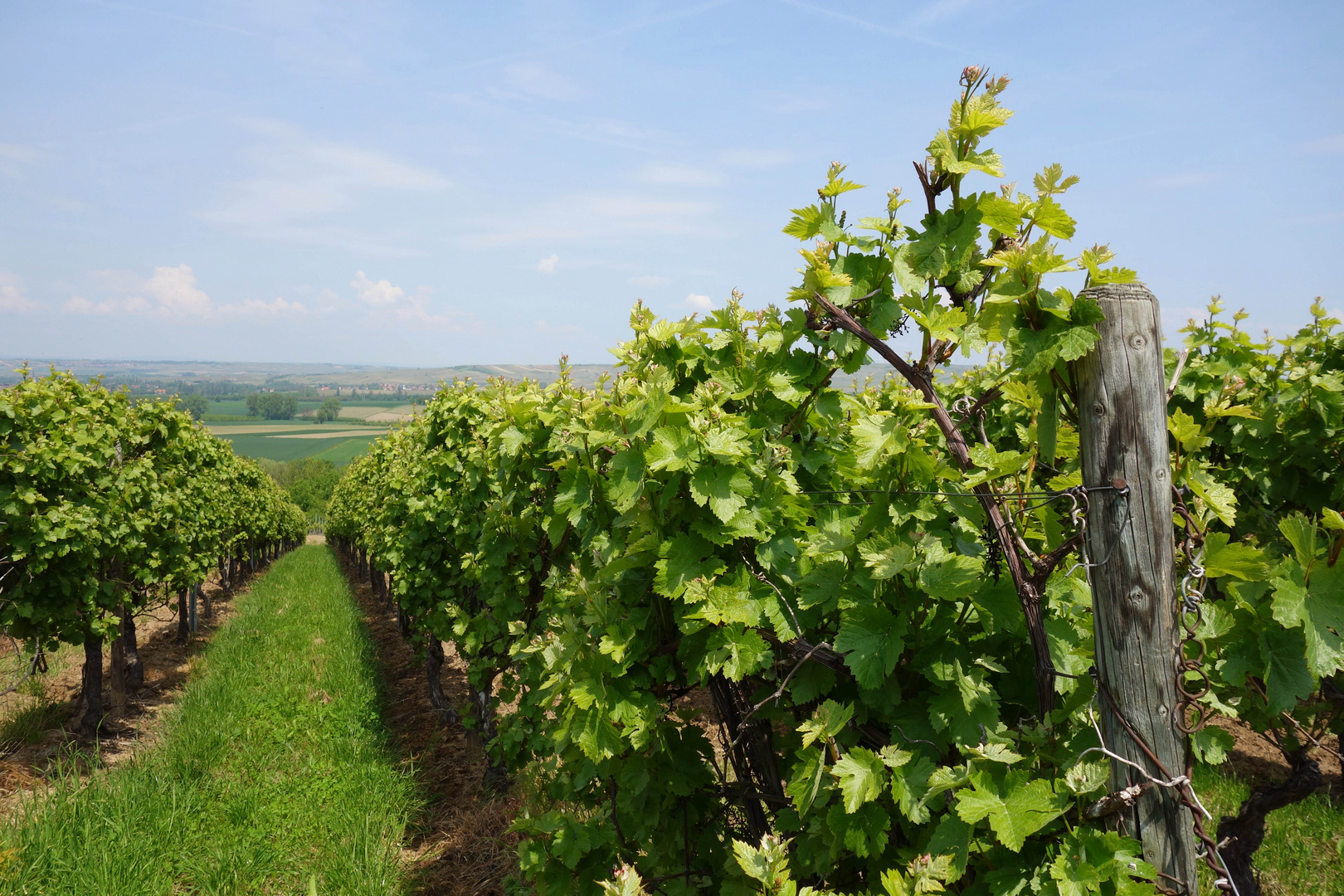 Im Weinberg... Foto & Bild | deutschland, europe, rheinland-pfalz Bilder auf fotocommunity
