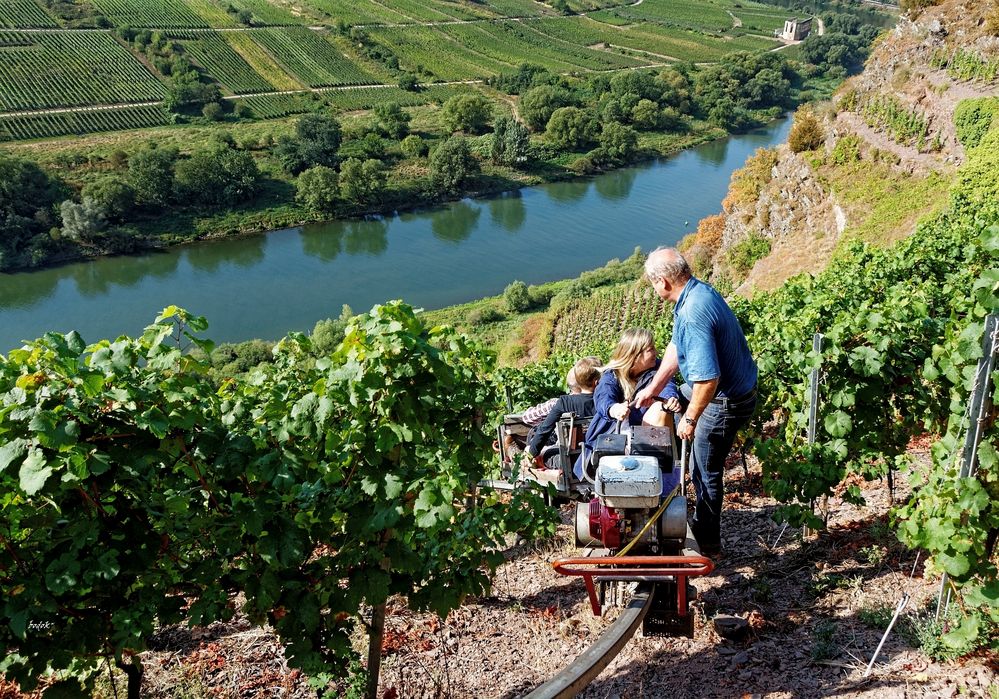 im Weinberg Foto & Bild | fotos, street, world Bilder auf fotocommunity