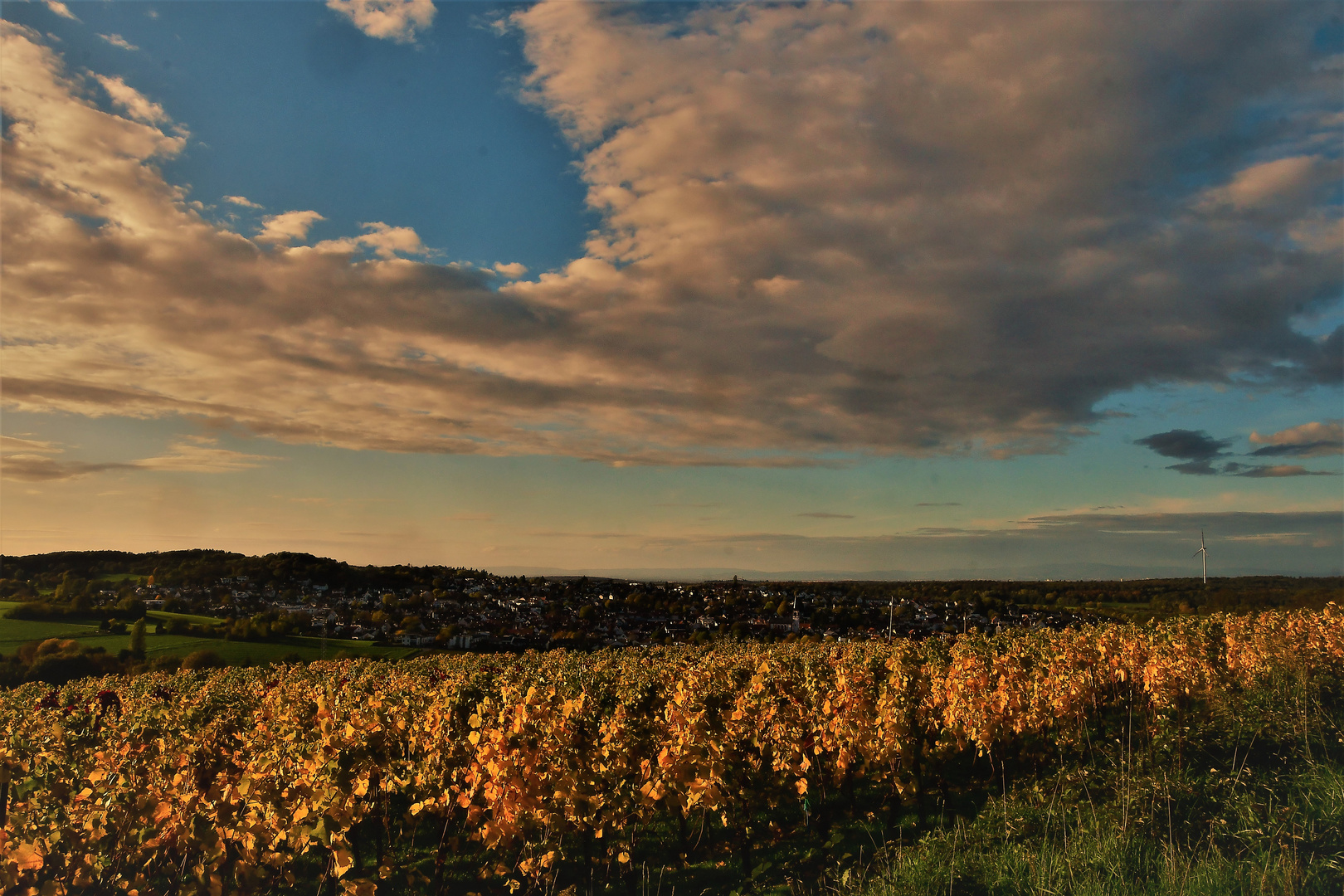 Im Weinberg Foto & Bild | landschaft, jahreszeiten, herbst Bilder auf fotocommunity