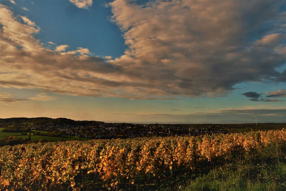 Im Weinberg Foto & Bild | landschaft, jahreszeiten, herbst Bilder auf fotocommunity