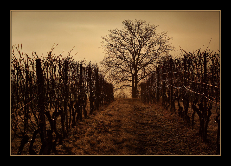Im Weinberg Foto & Bild | landschaft, kulturlandschaften, der große restordner Bilder auf ...