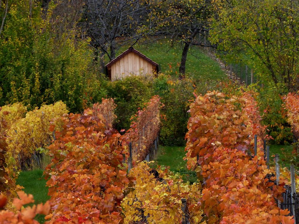 Im Weinberg Foto & Bild | oktober, herbst, baden-württemberg Bilder auf fotocommunity