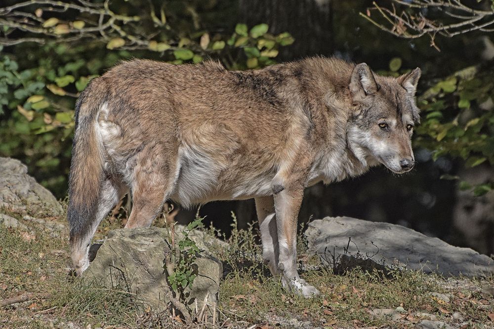 Im Wildpark 2 Foto & Bild | natur, zoo, tiere Bilder auf fotocommunity