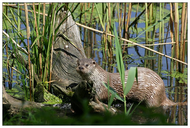 Im Wildpark Schorfheide.... Foto & Bild | tiere, zoo, wildpark ...