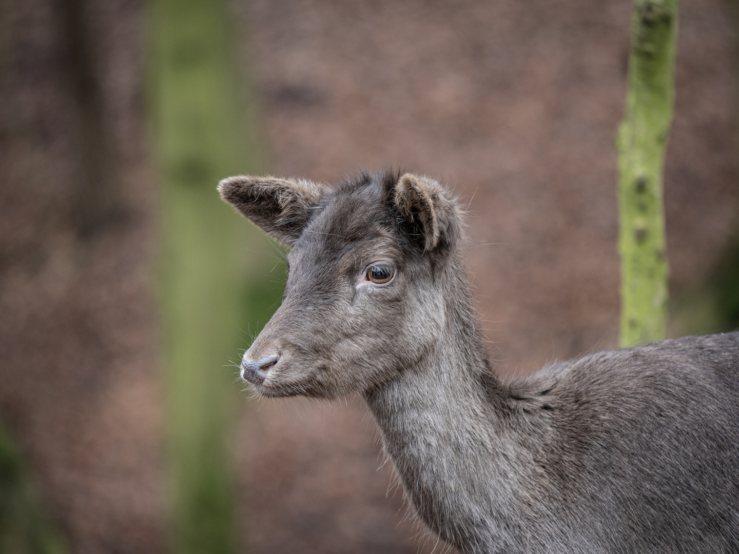 Im Wildpark Schwarze Berge -2 Foto & Bild | reportage dokumentation, tiere, zoo, wildpark ...