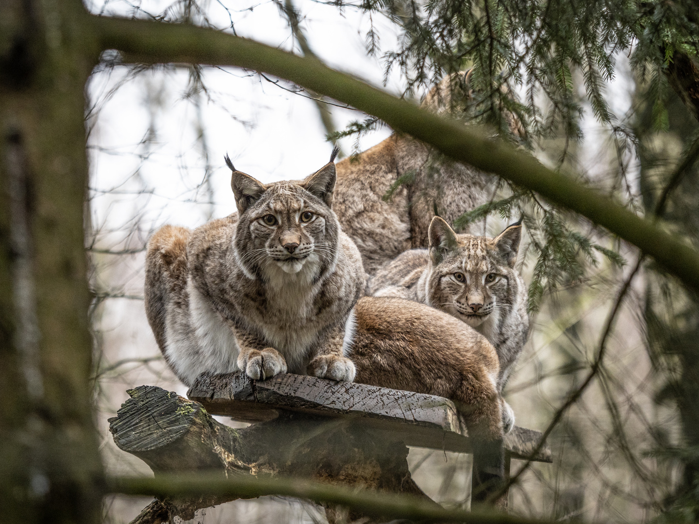 Im Wildpark Schwarze Berge -5 Foto & Bild | reportage dokumentation, tiere, zoo, wildpark ...