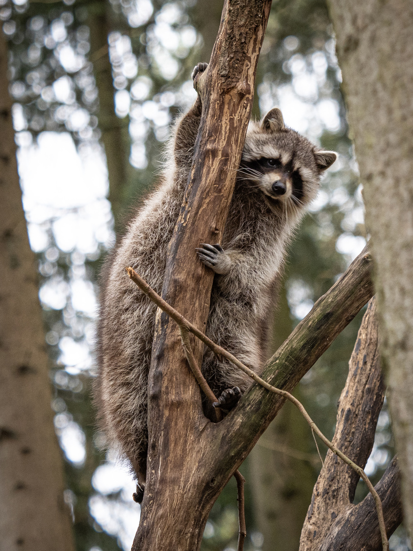 Im Wildpark Schwarze Berge -7 Foto & Bild | reportage dokumentation, tiere, zoo, wildpark ...