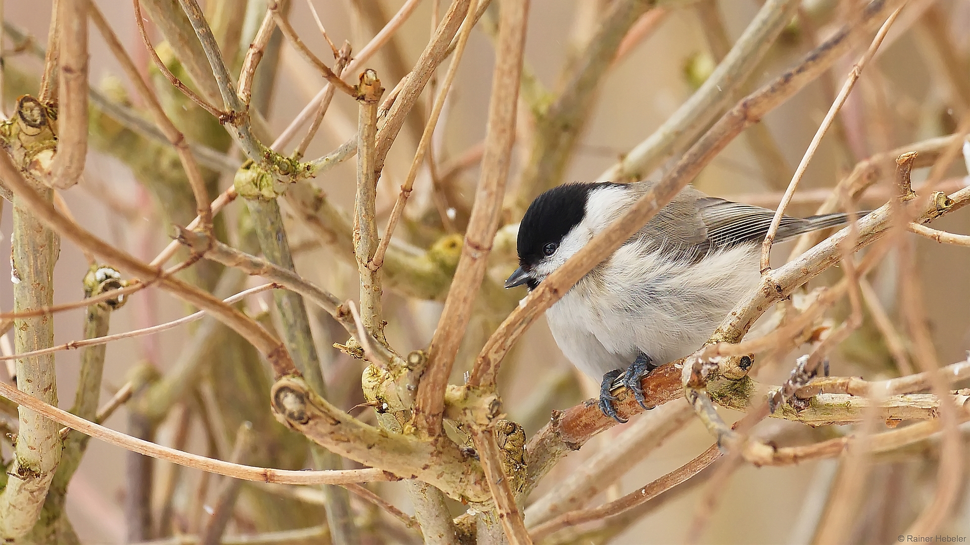 im WWW der Zweige Foto & Bild | winter, natur, landschaft Bilder auf ...